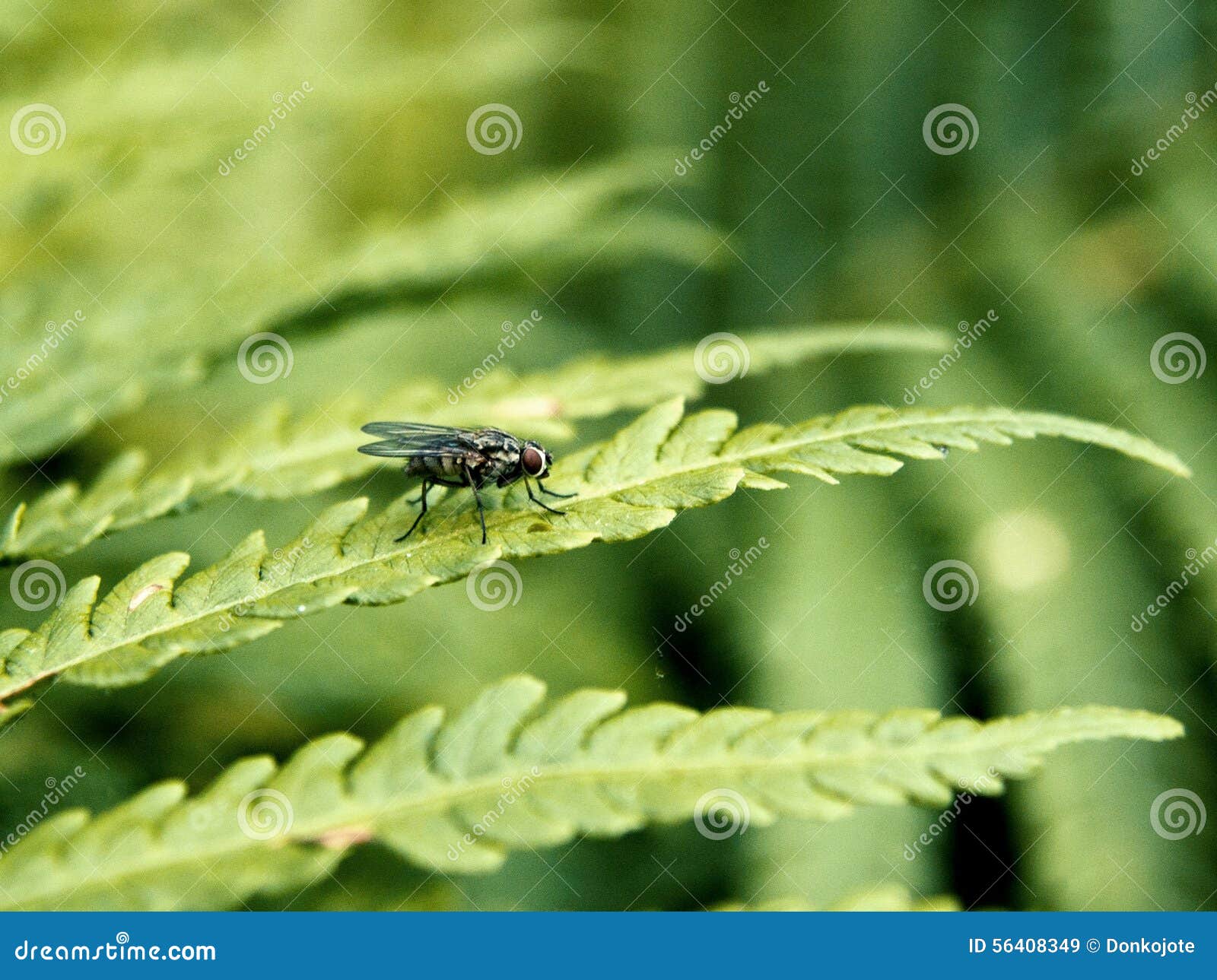 Little fly stock image. Image of insect, natural, fern - 56408349