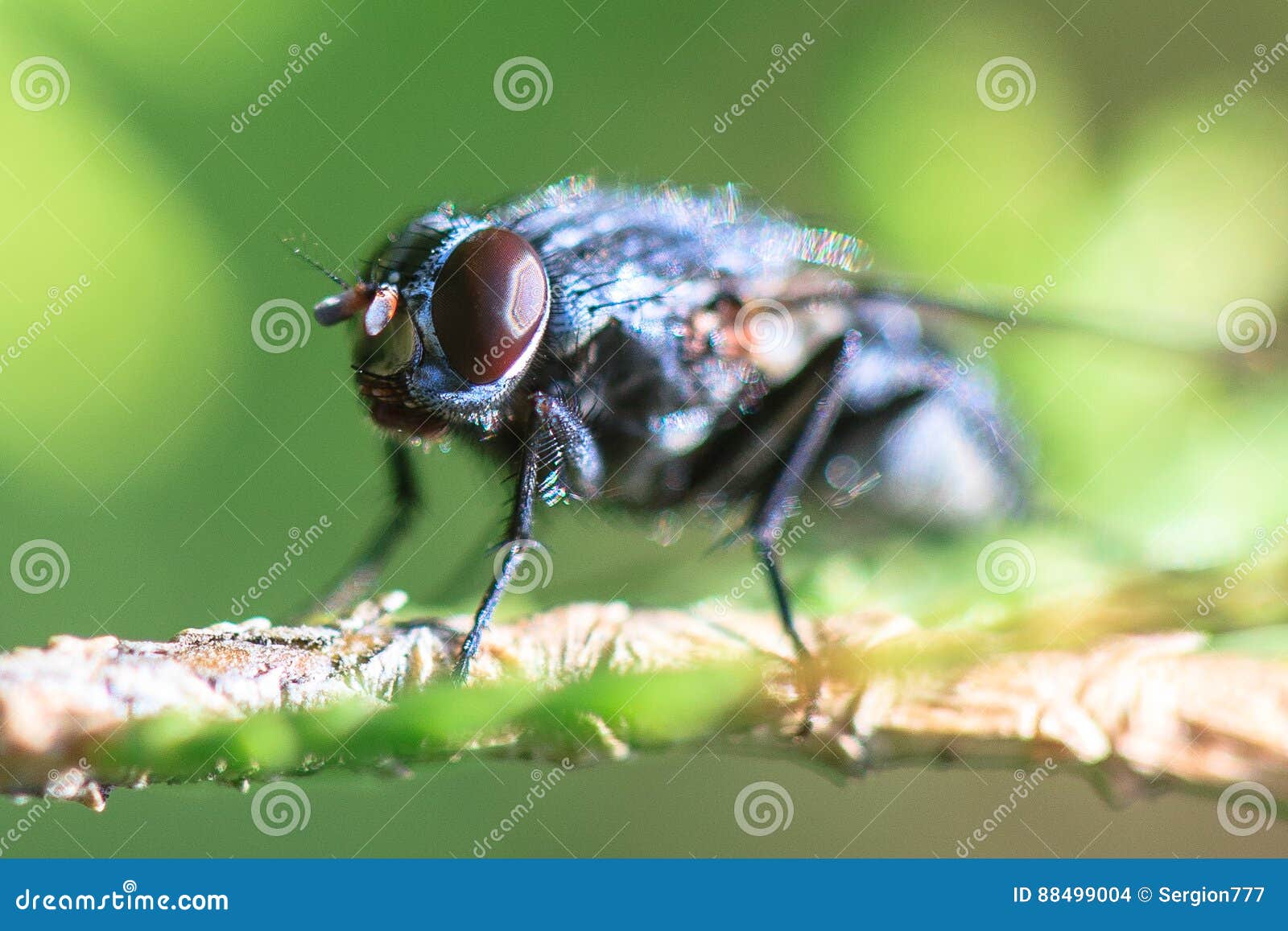 A little fly stock photo. Image of background, little - 88499004