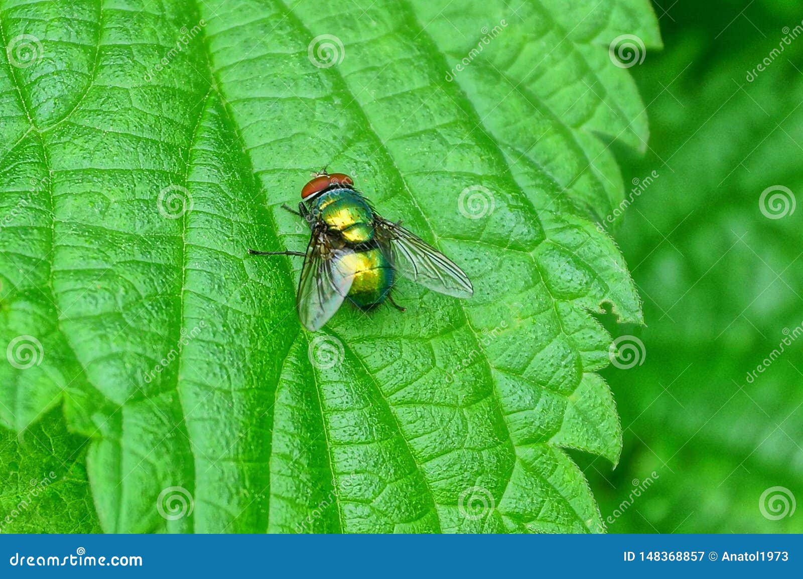 Little Fly Sits on a Green Leaf of a Plant in Nature Stock Image ...
