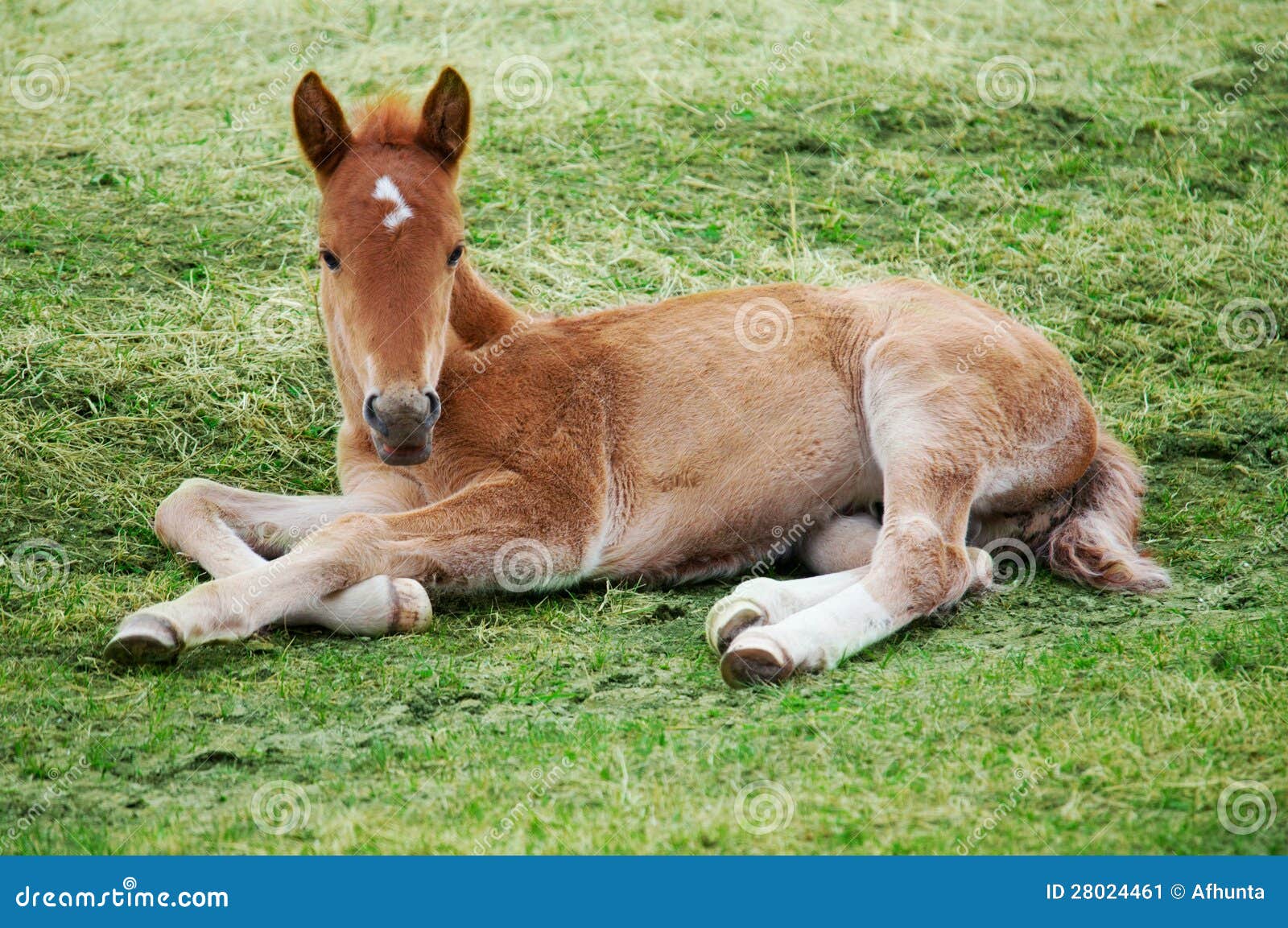 Little Red Foal Standing In A Field Royalty-Free Stock Photo ...