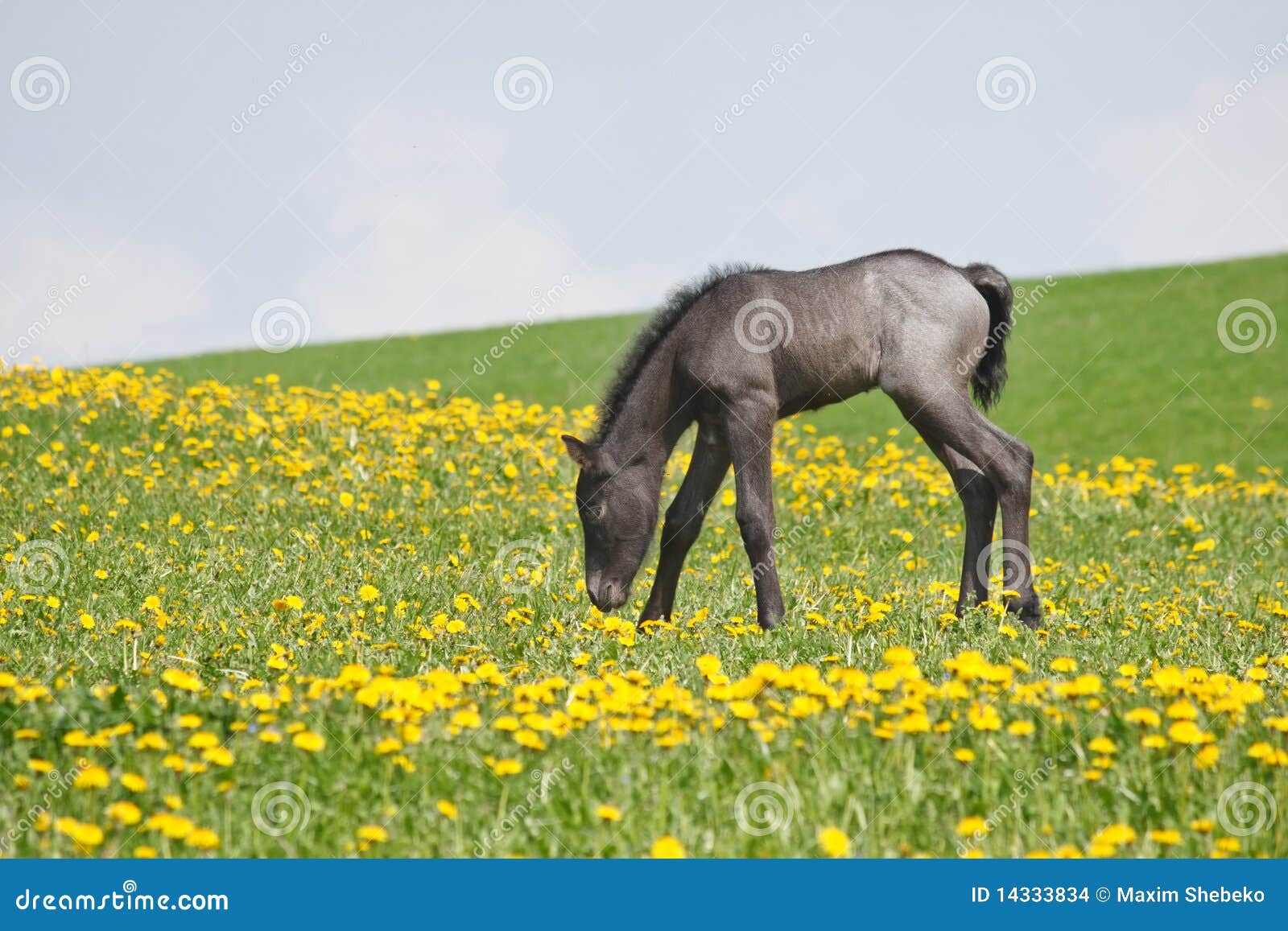 Little foal in field stock photo. Image of look, ears - 14333834