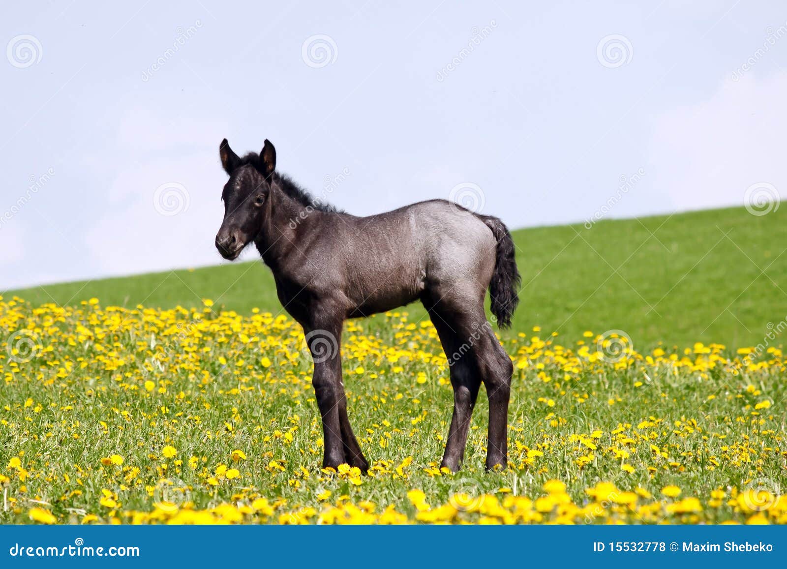 Little foal in field stock photo. Image of green, equestrian - 15532778