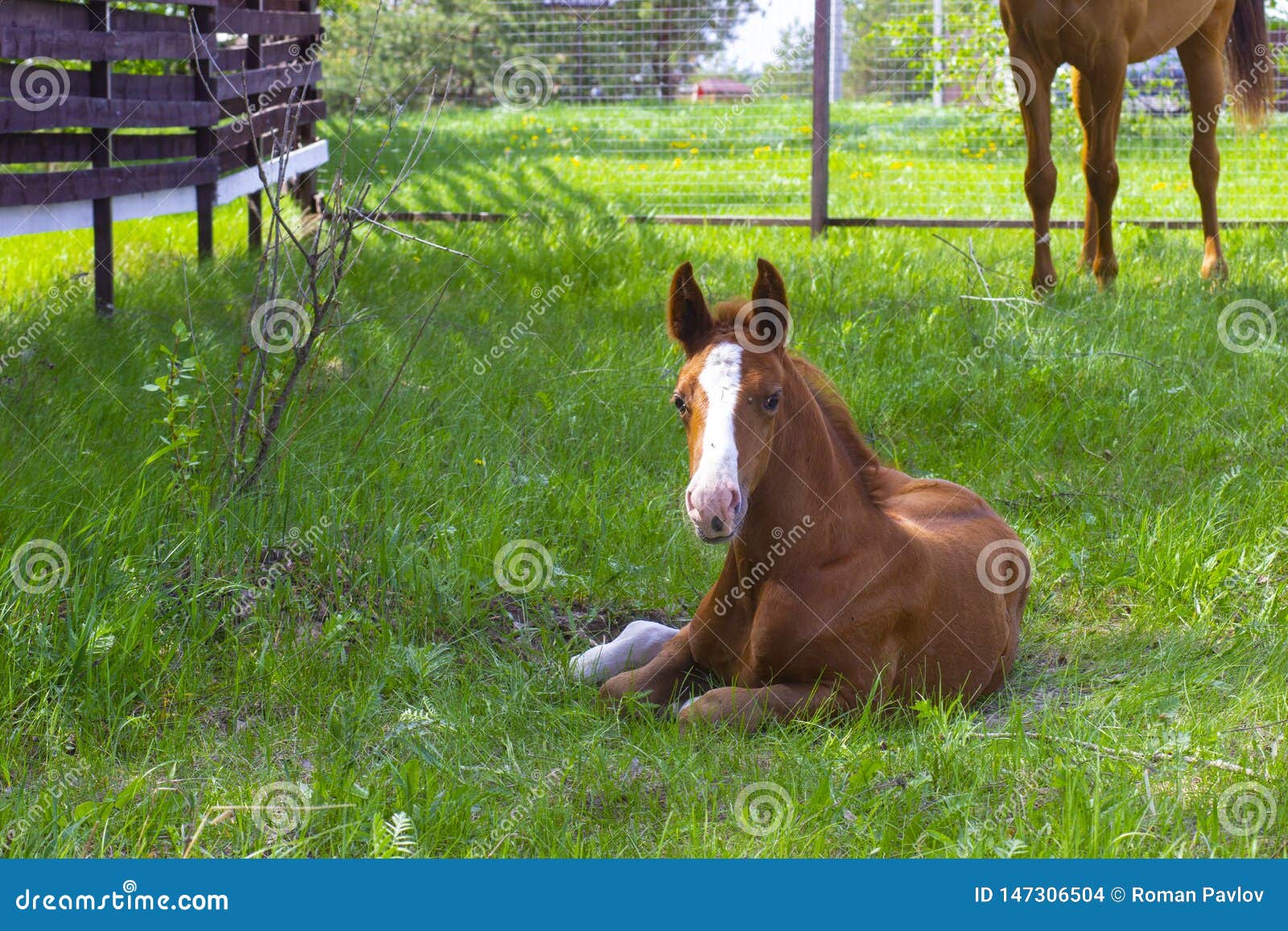 Little foal in the field stock photo. Image of pasture - 147306504