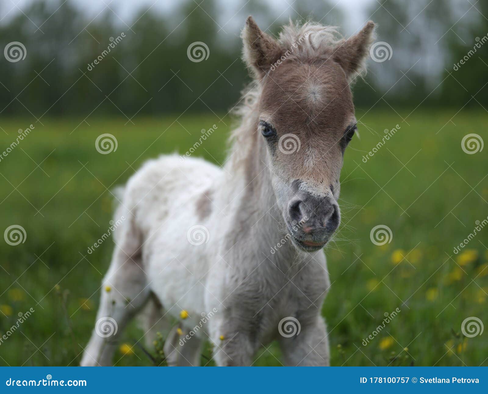 Little Foal Looking at the Camera Stock Image - Image of foal, farm ...