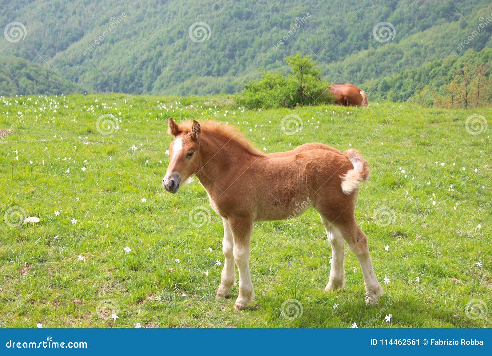 The Little Foal in the Meadow Stock Image - Image of animals, grass ...