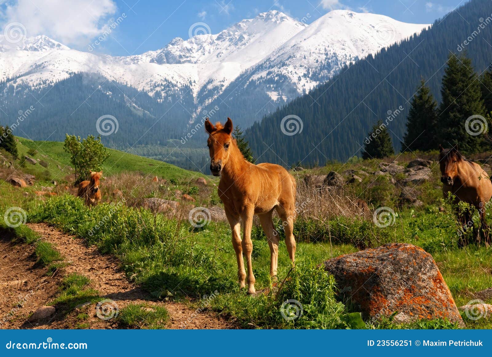 Little foal in mountains stock image. Image of farmland - 23556251