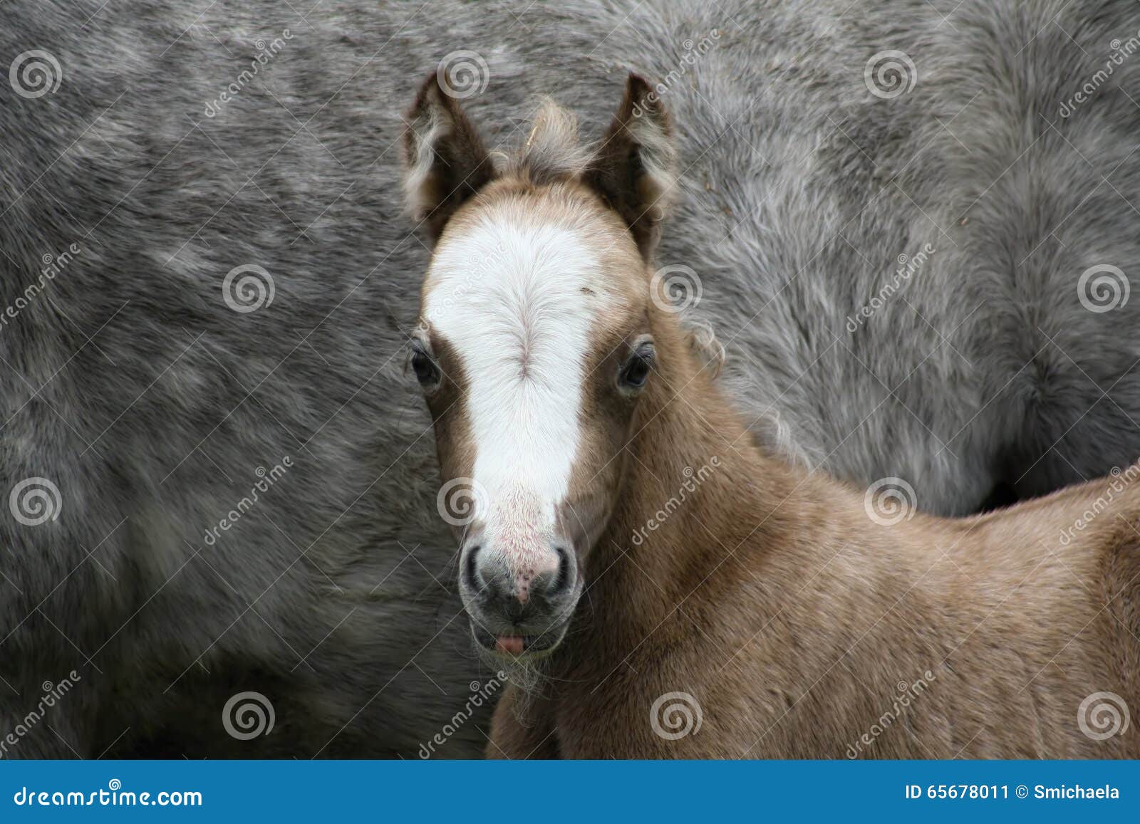 Little Foal stock image. Image of horse, motion, freedom - 65678011