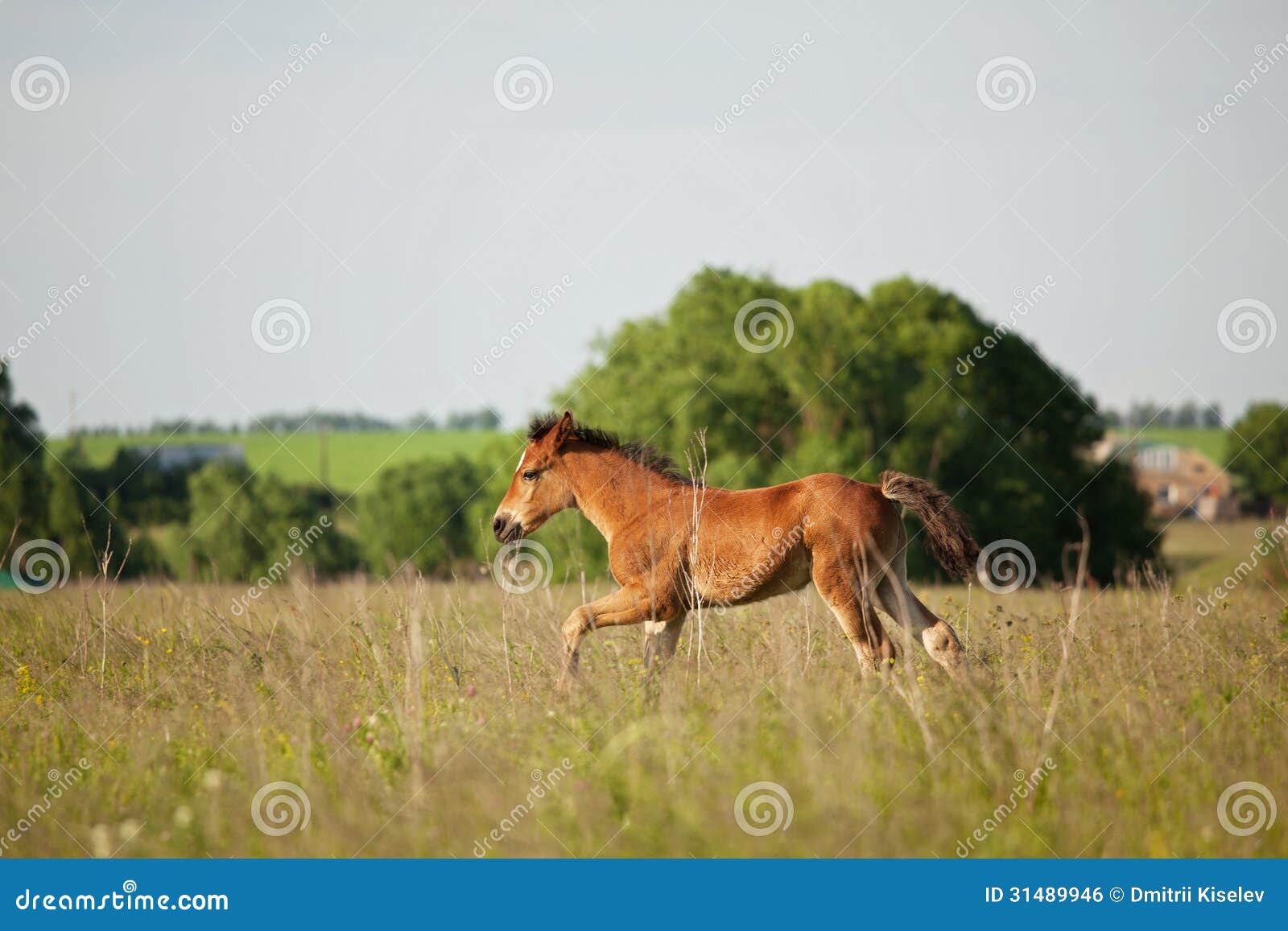 Little Foal Running on the Field Stock Photo - Image of fauna, running ...