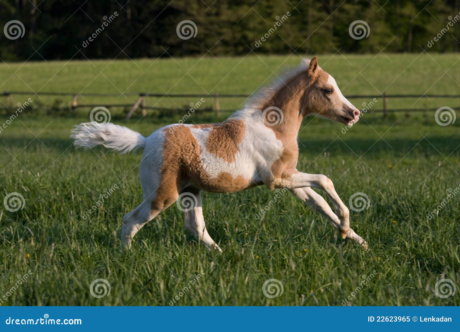 Little Foal Running on Pasture Stock Image - Image of freedom, canter ...
