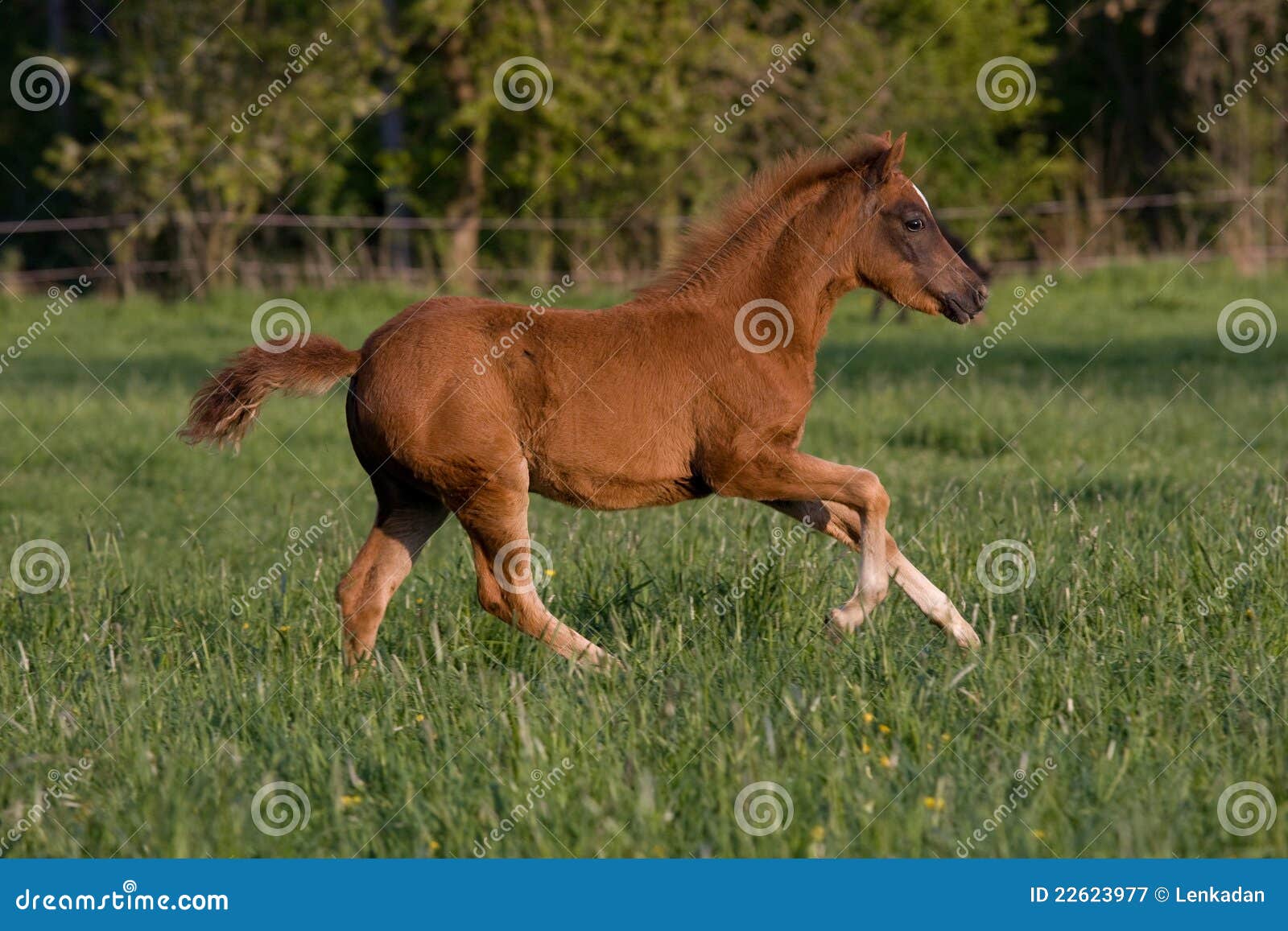 Little Foal Running on Pasture Stock Image - Image of equine, field ...