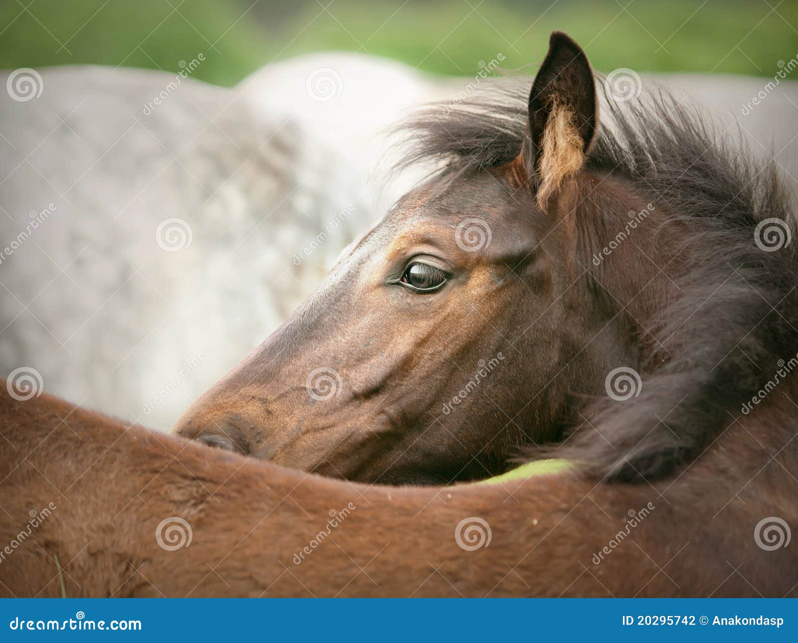 Little Foal Scratching Oneself Stock Photo - Image of grass, equestrian ...