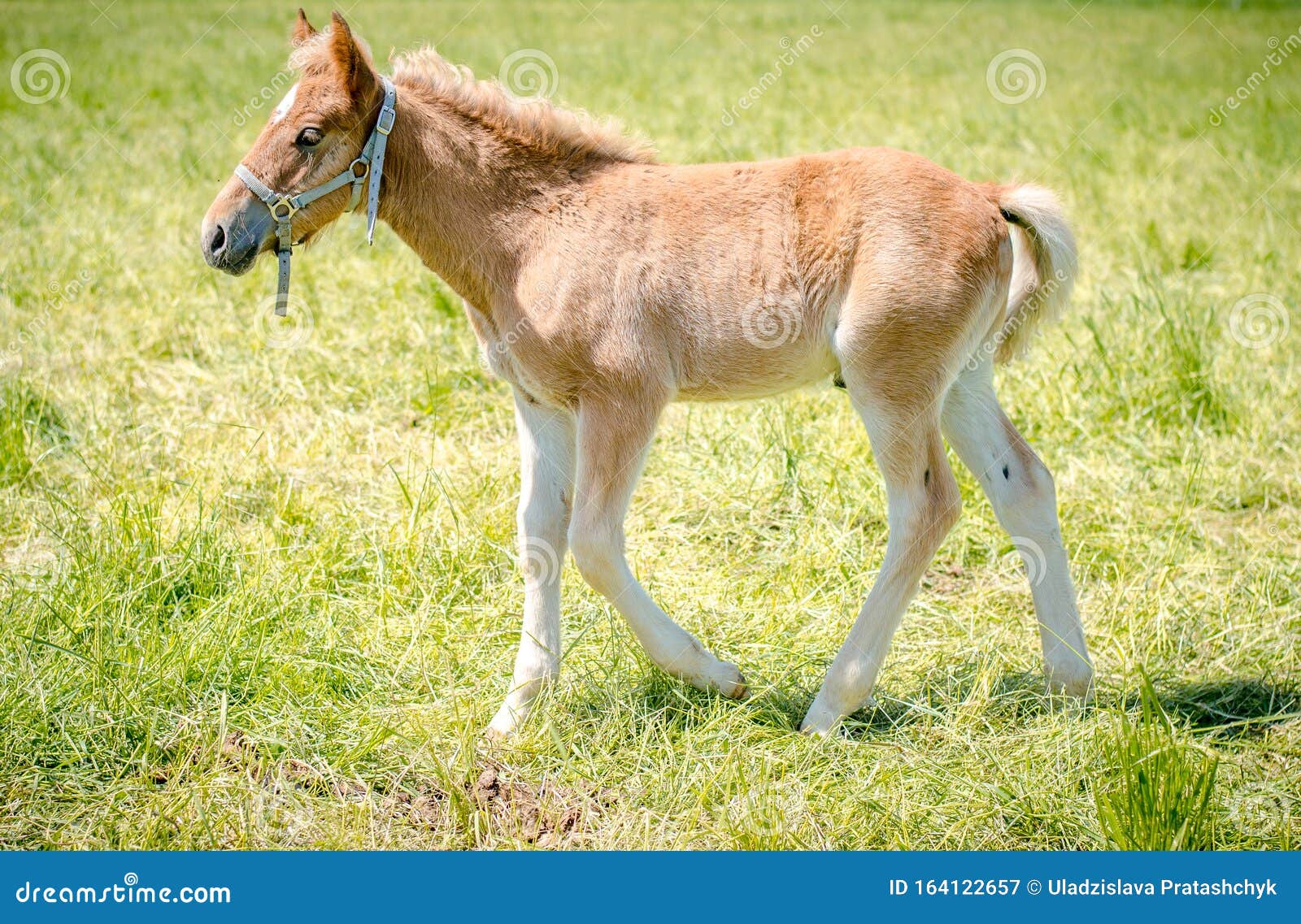 Little Foal Walking in the Field Stock Image - Image of daytime, meadow ...