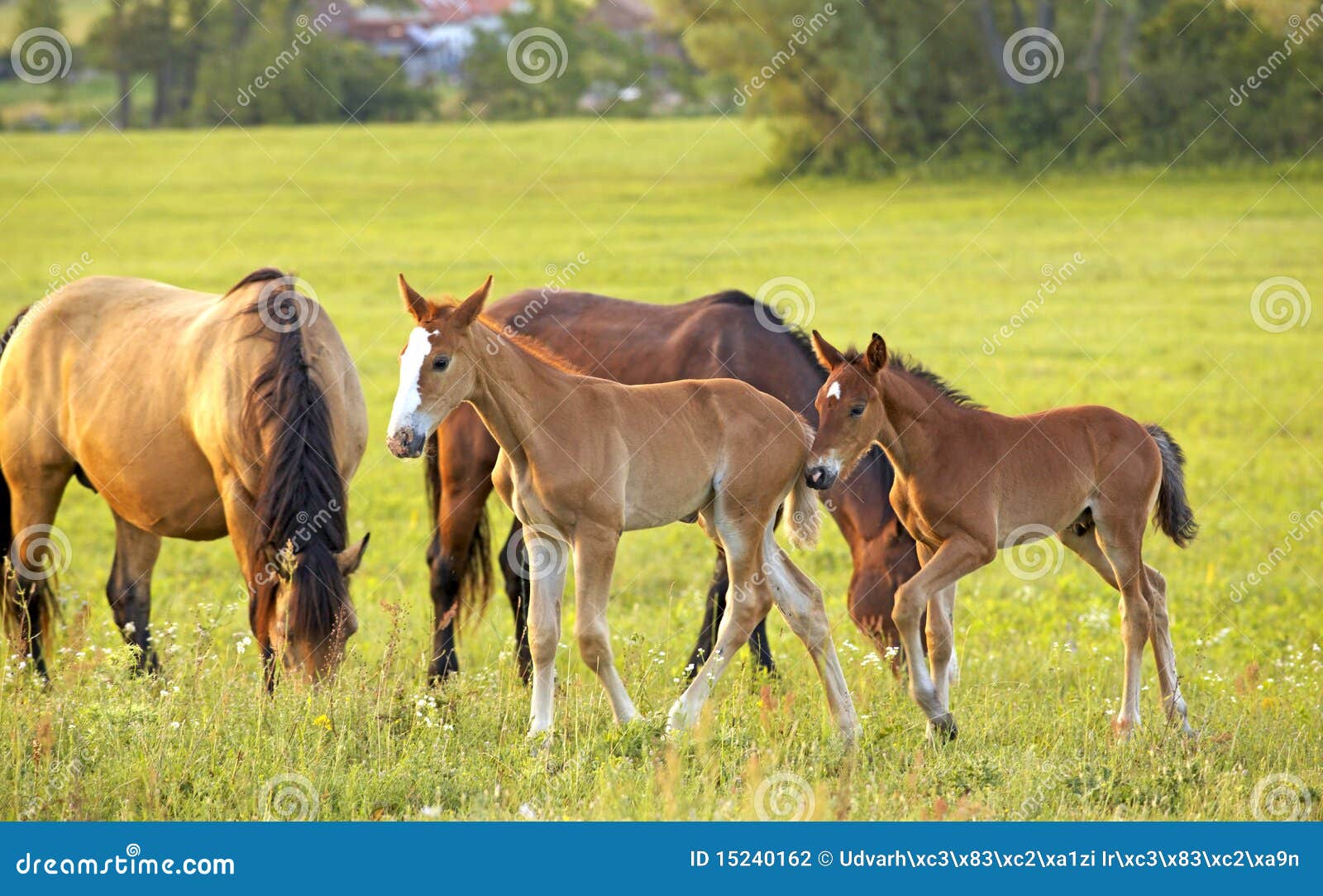 Little Foals with Mothers on the Field Stock Photo - Image of ...