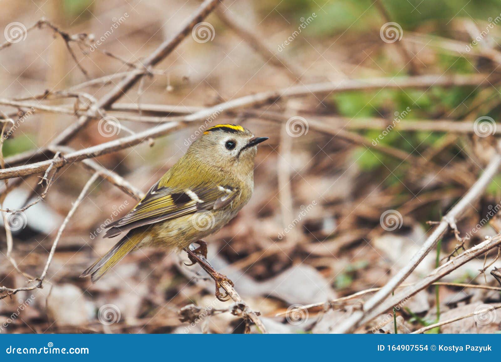 Little Forest Bird Sits on a Stalk Stock Photo - Image of phylloscopus ...