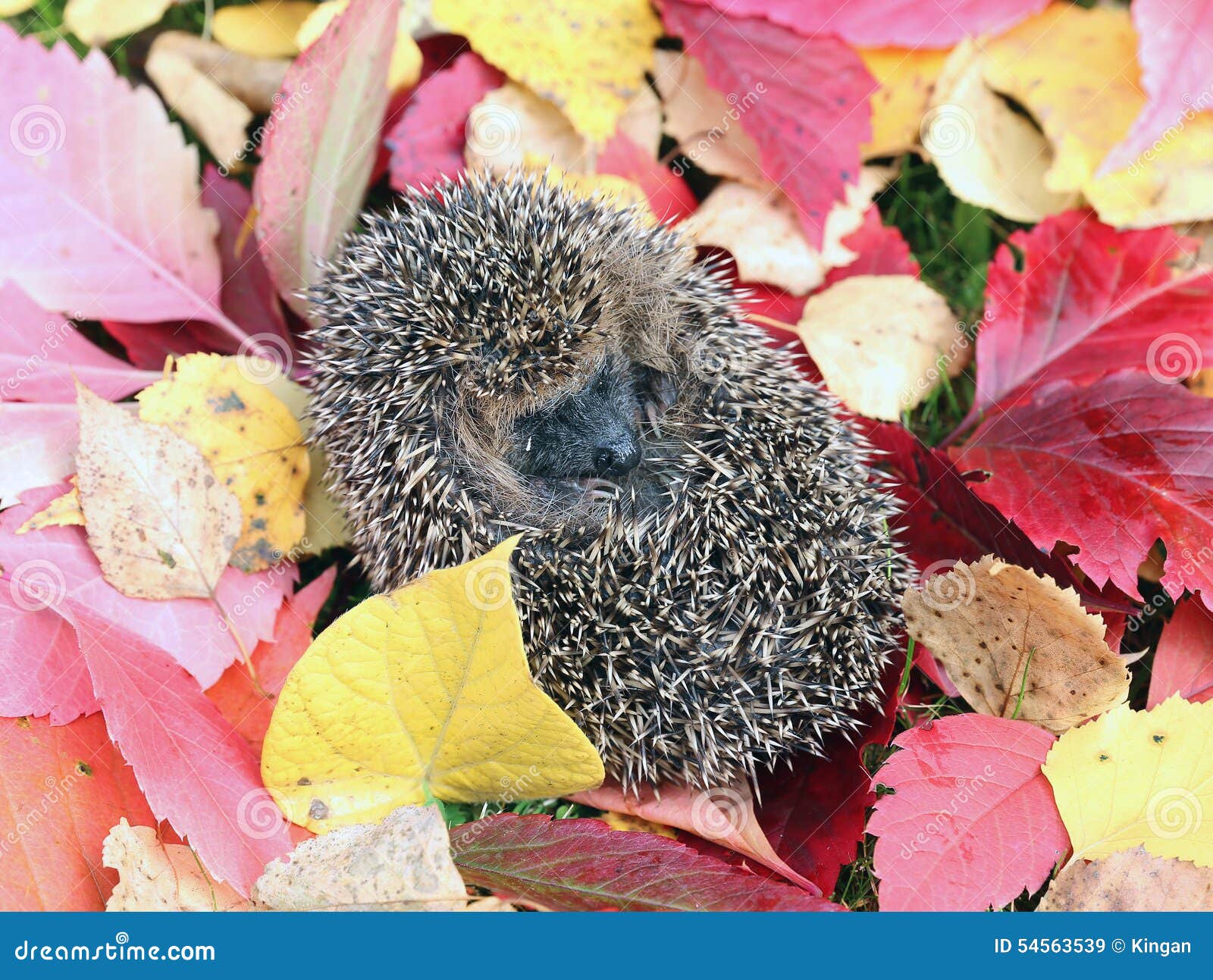 Little Forest Hedgehog on a Background of Bright Autumn Leaves Stock ...