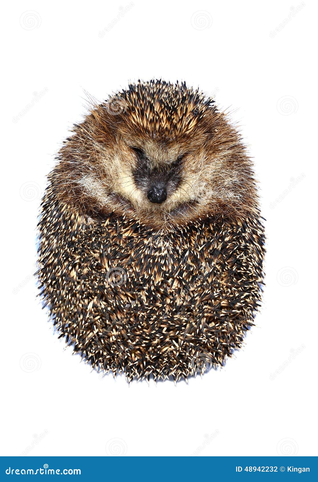 Little Forest Hedgehog Lying on His Back Isolated Stock Photo - Image ...
