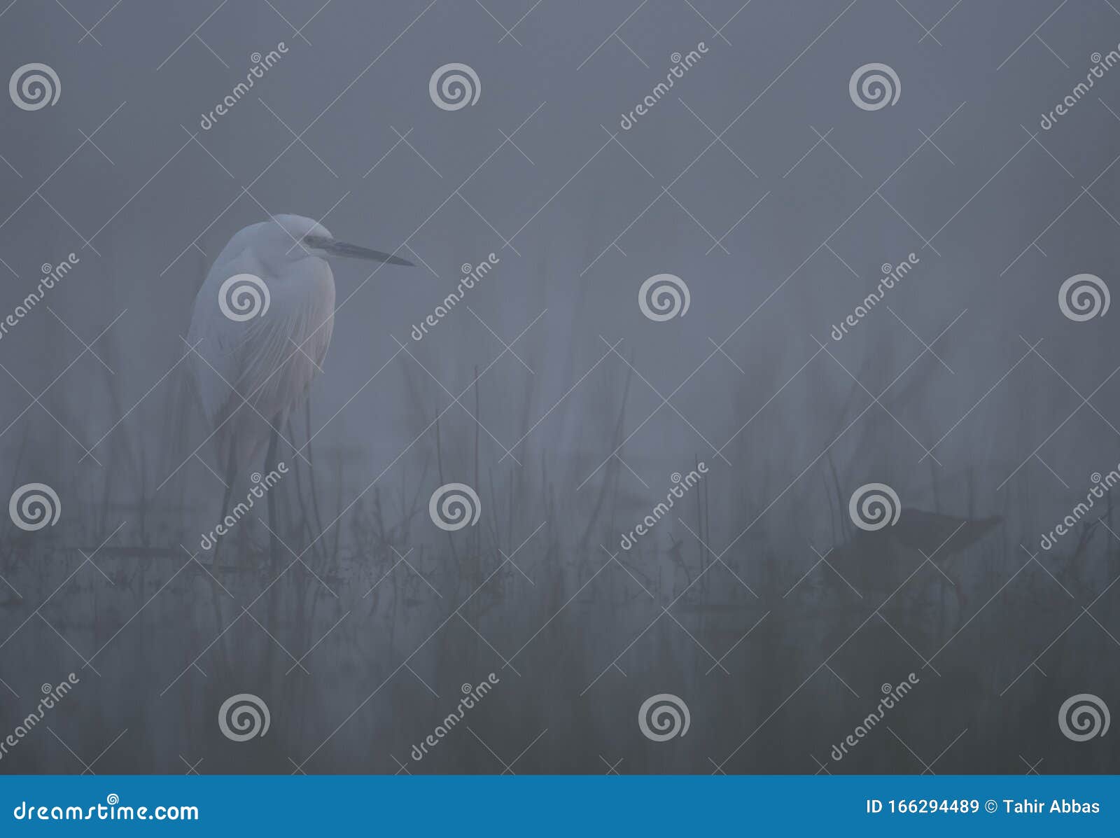 Little Forktail Enicurus Scouleri in Morning Stock Image - Image of ...
