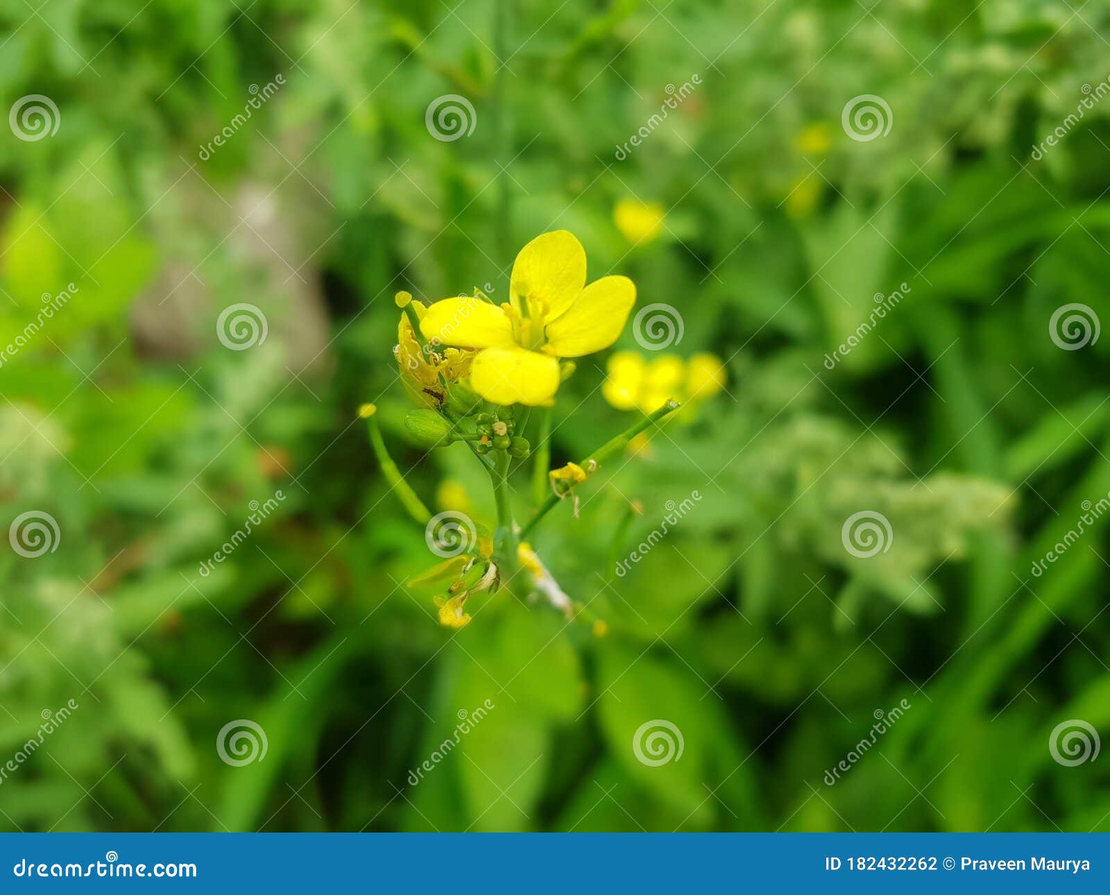 Little Four Leaf Flower Blooming in Wild Stock Photo - Image of nature ...