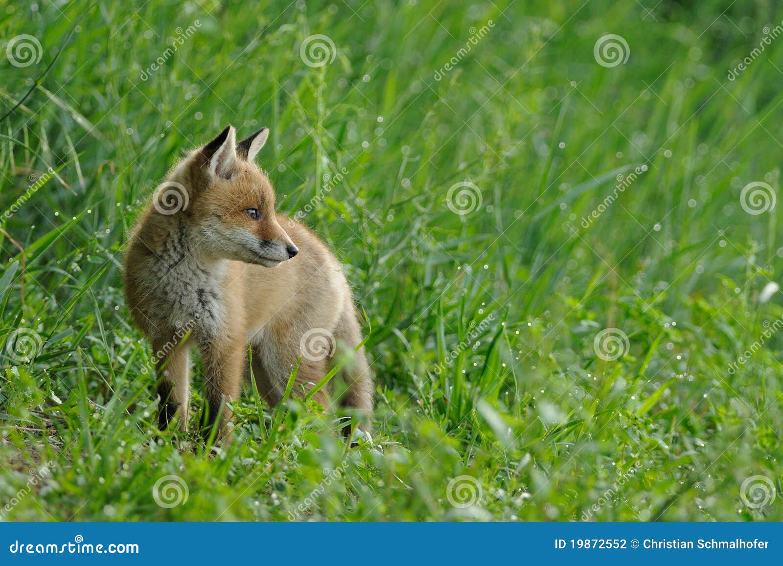 Little Fox stock photo. Image of carnivore, forest, animal - 19872552
