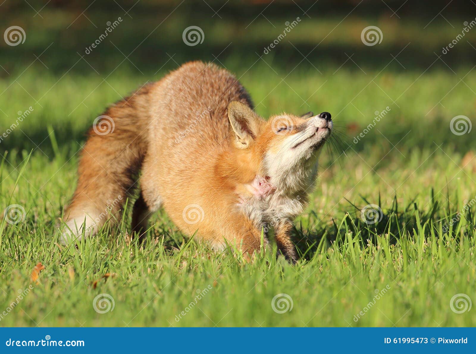 Little fox stock image. Image of little, sweet, animal - 61995473