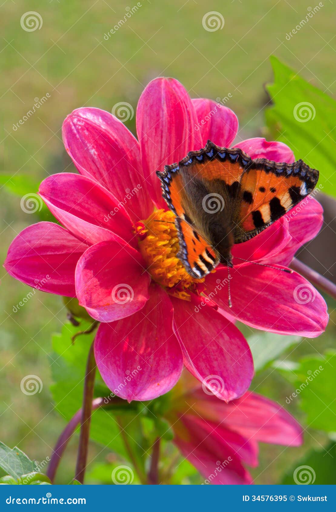 The little fox butterfly. stock image. Image of autumn - 34576395