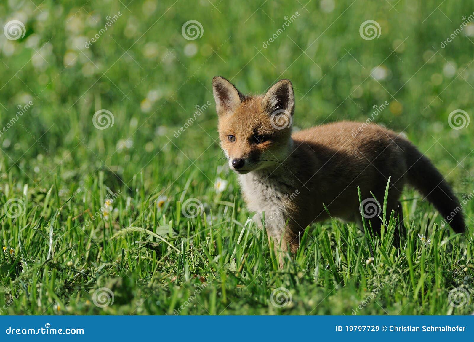 Little Fox on the Grassland Stock Image - Image of little, animal: 19797729