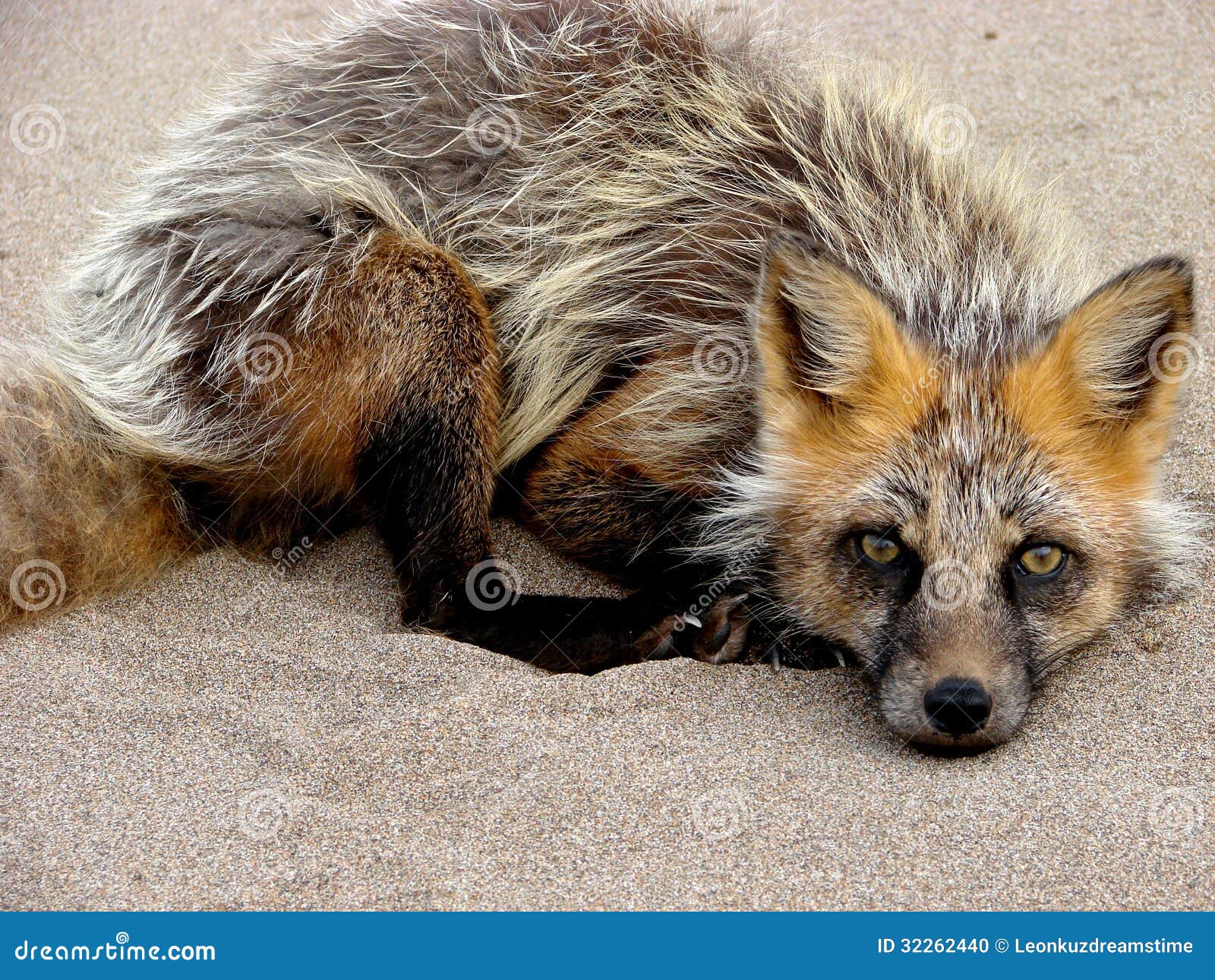 Uruppu Stock Photos - Free & Royalty-Free Stock Photos from Dreamstime