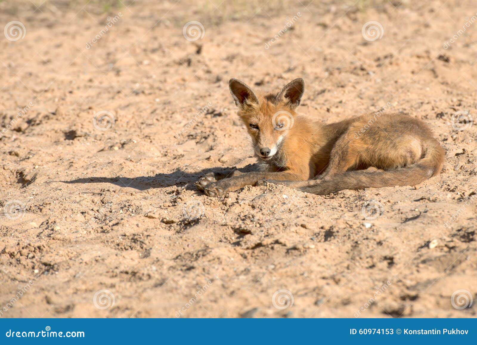 Little fox tired stock image. Image of nose, little, ecology - 60974153