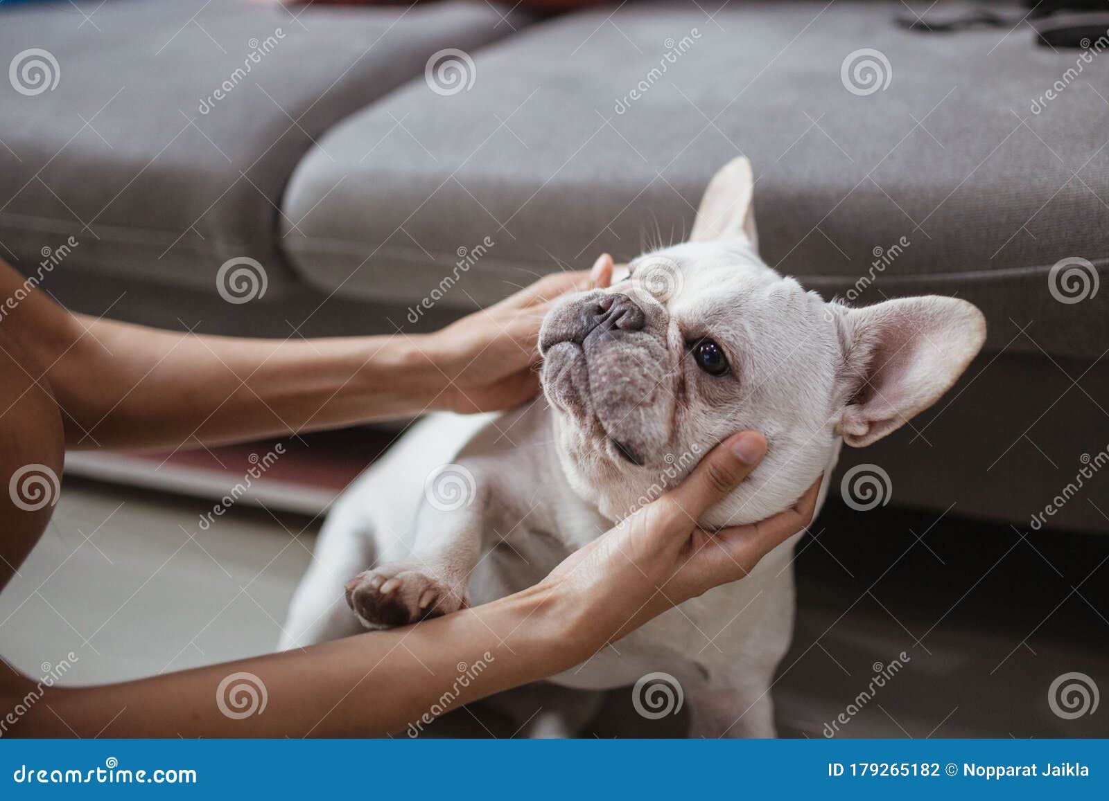 Little Frenchie Smile and Look at Camera Stock Photo - Image of small ...