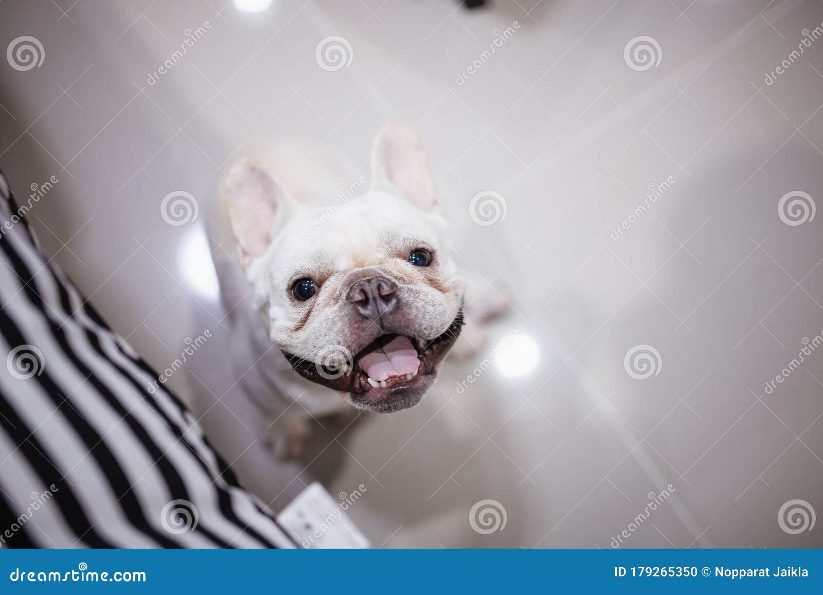 Little Frenchie Smile and Look at Camera Stock Photo - Image of ...