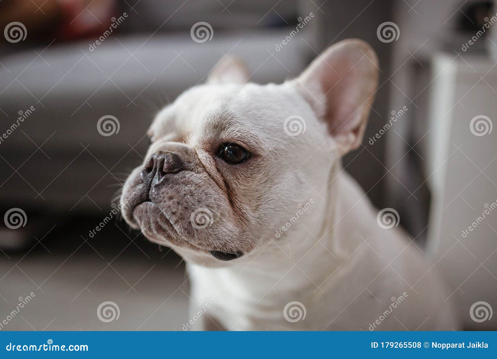 Little Frenchie Smile and Look at Camera Stock Photo - Image of ...