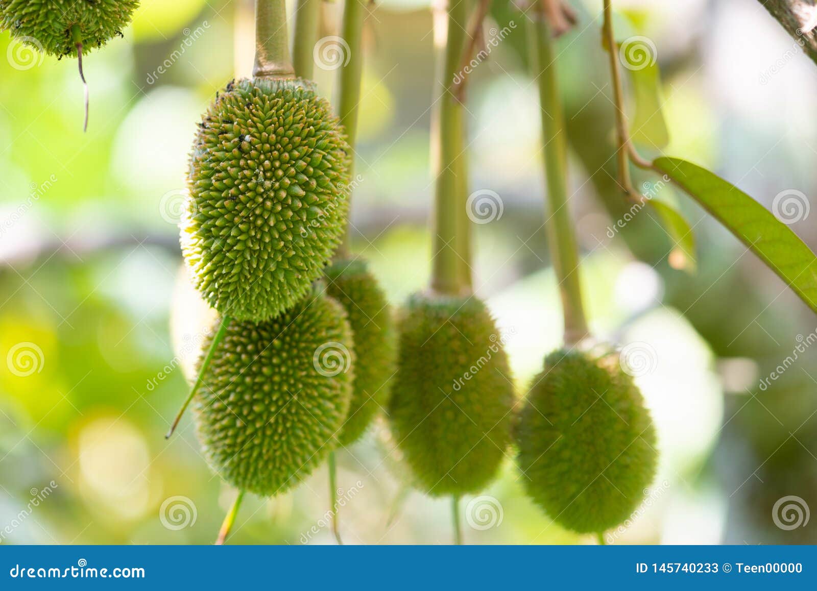 Little Fresh Durian on Durian Tree Stock Image - Image of fresh, mekong ...