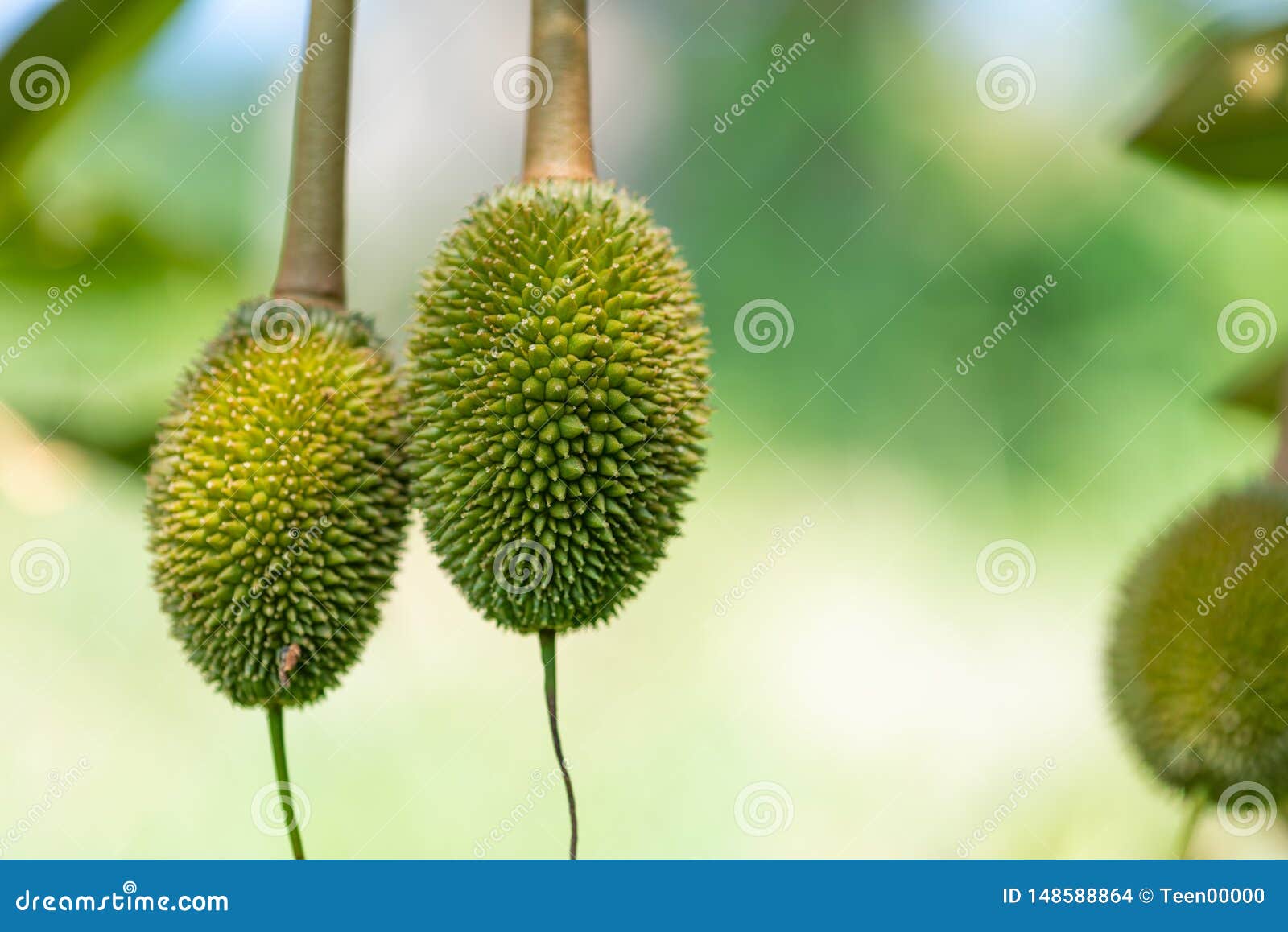 Little Fresh Durian on Durian Tree Stock Photo - Image of smelly, green ...