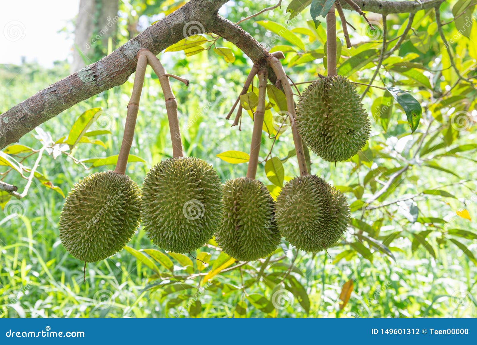 Little Fresh Durian on Durian Tree Stock Photo - Image of small, leaves ...