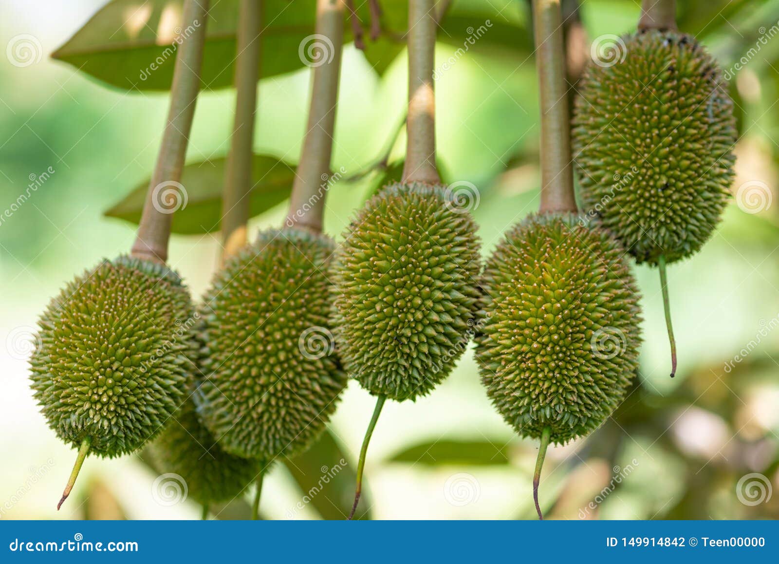 Little Fresh Durian on Durian Tree Stock Photo - Image of city, flower ...