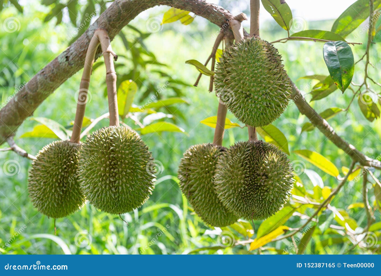 Little Fresh Durian on Durian Tree Stock Image - Image of farming ...