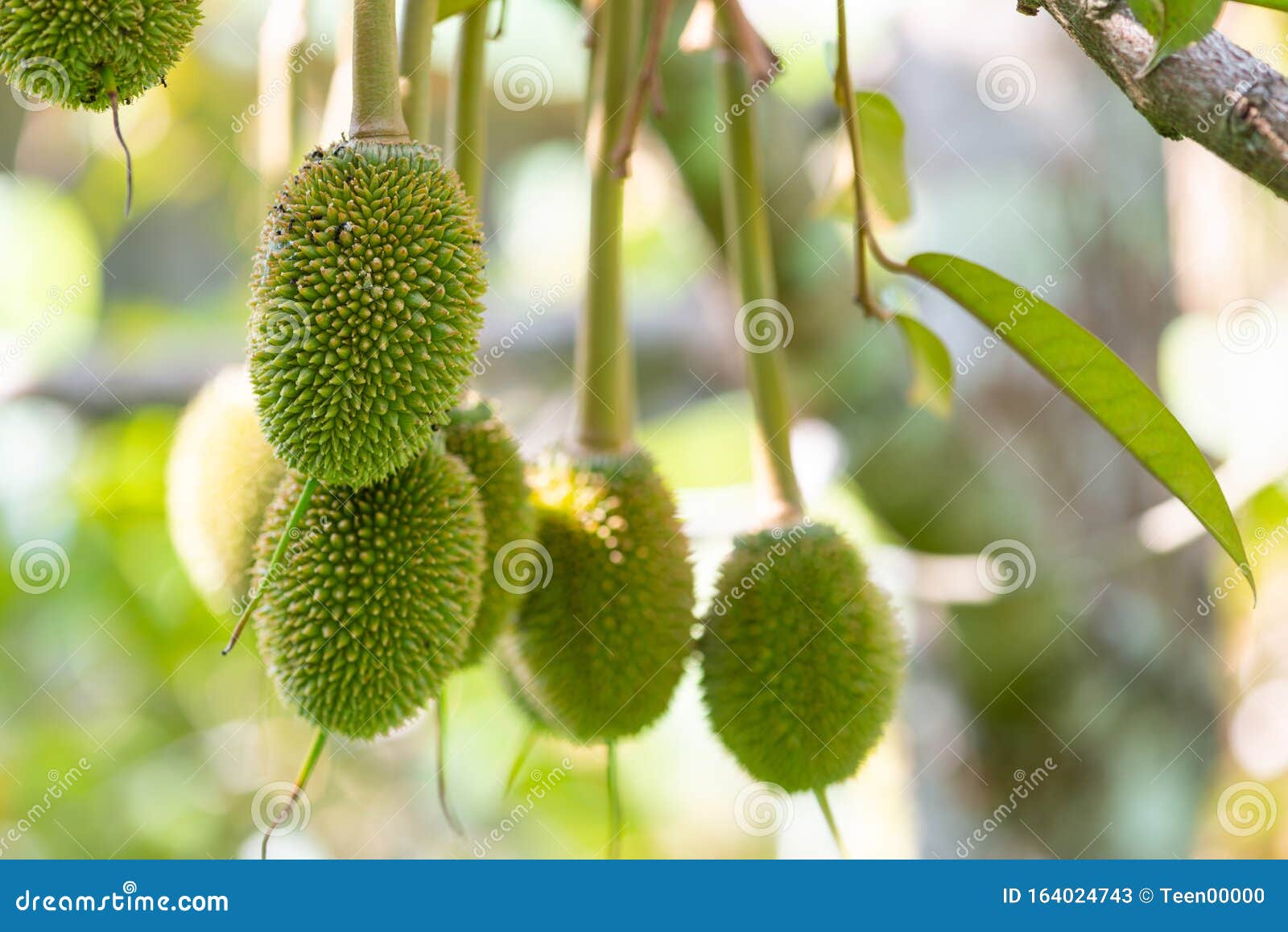 Little Fresh Durian on Durian Tree Stock Image - Image of summer, small ...