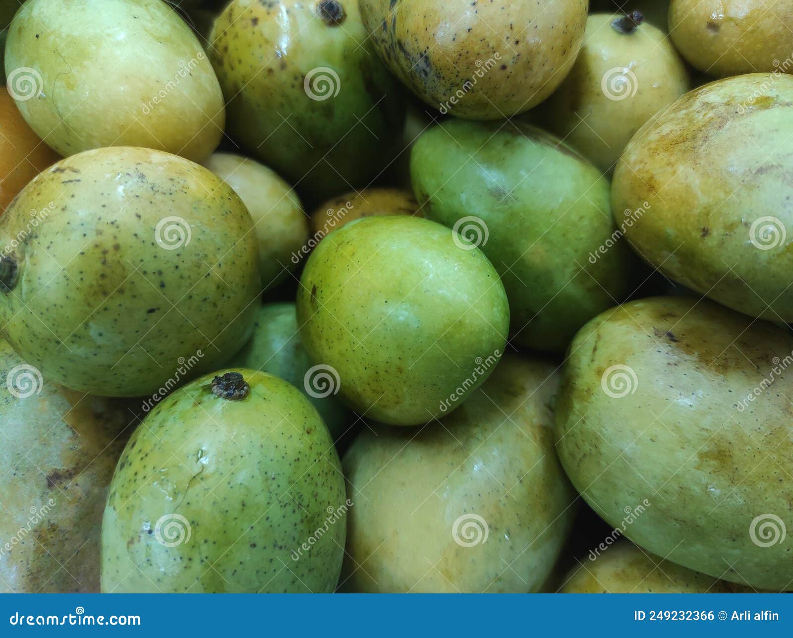 Little fresh mango stock photo. Image of evergreen, plant - 249232366