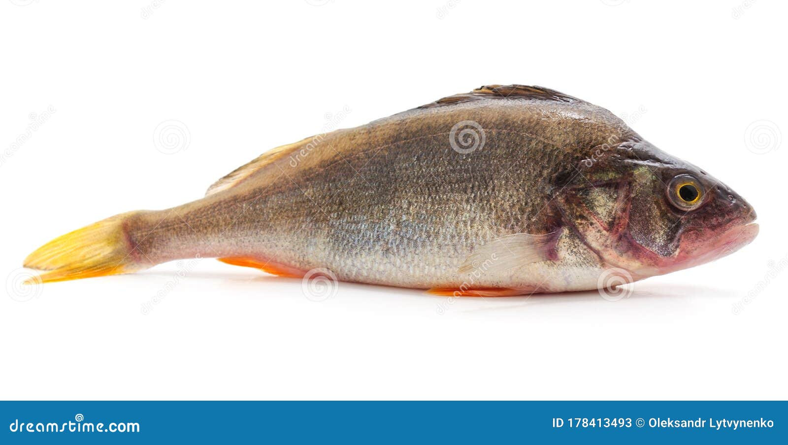 Little fresh perch stock image. Image of single, background - 178413493
