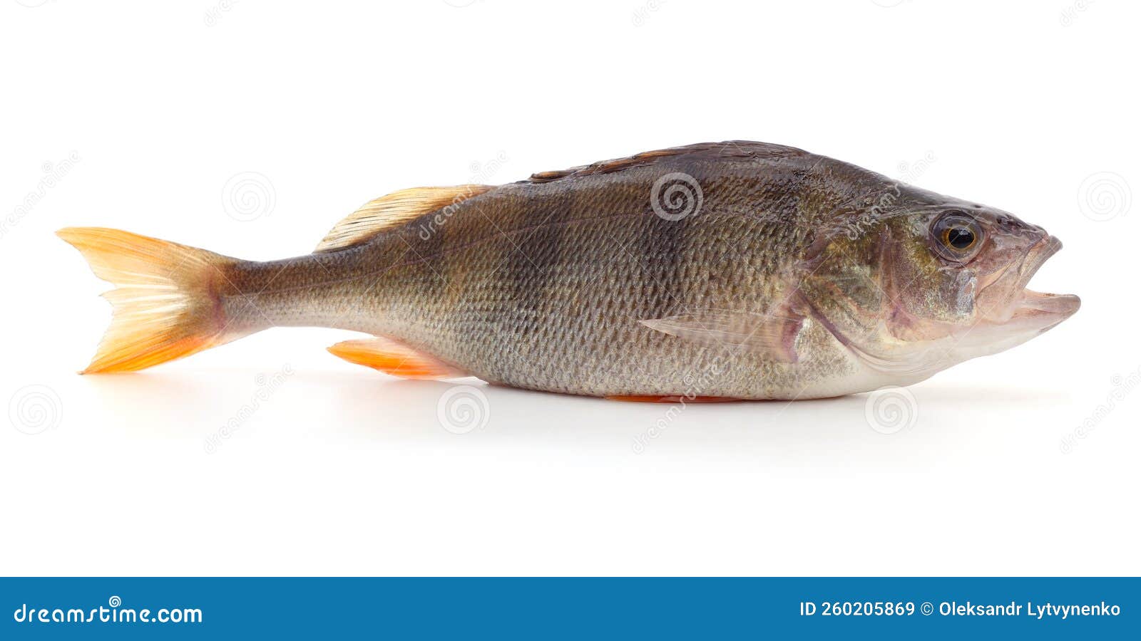Little fresh perch stock image. Image of white, eating - 260205869