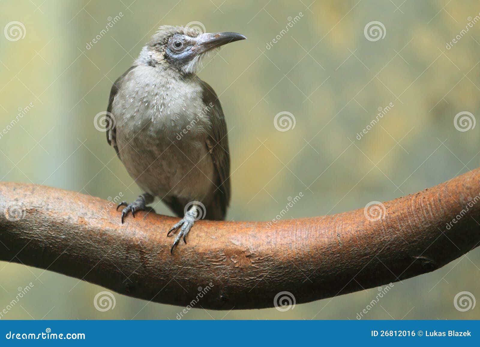 Little friarbird stock photo. Image of branch, animal - 26812016