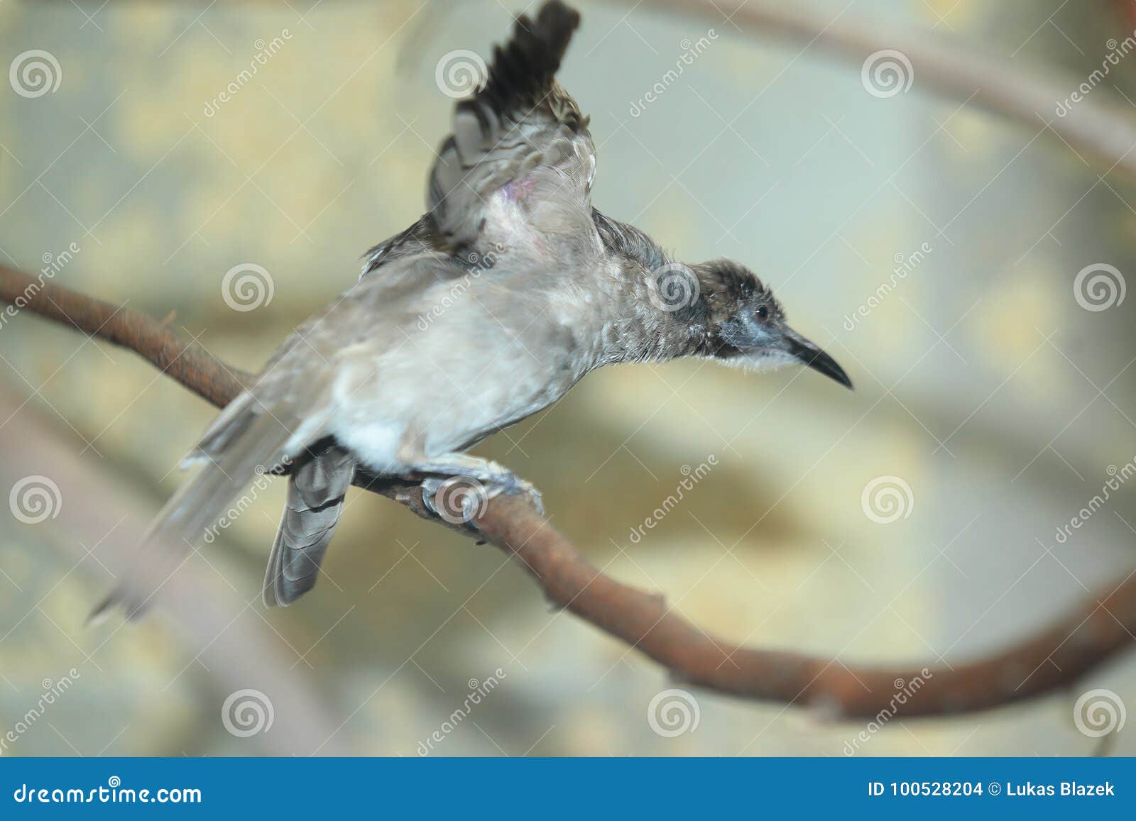 Little friarbird stock photo. Image of nature, yellow - 100528204