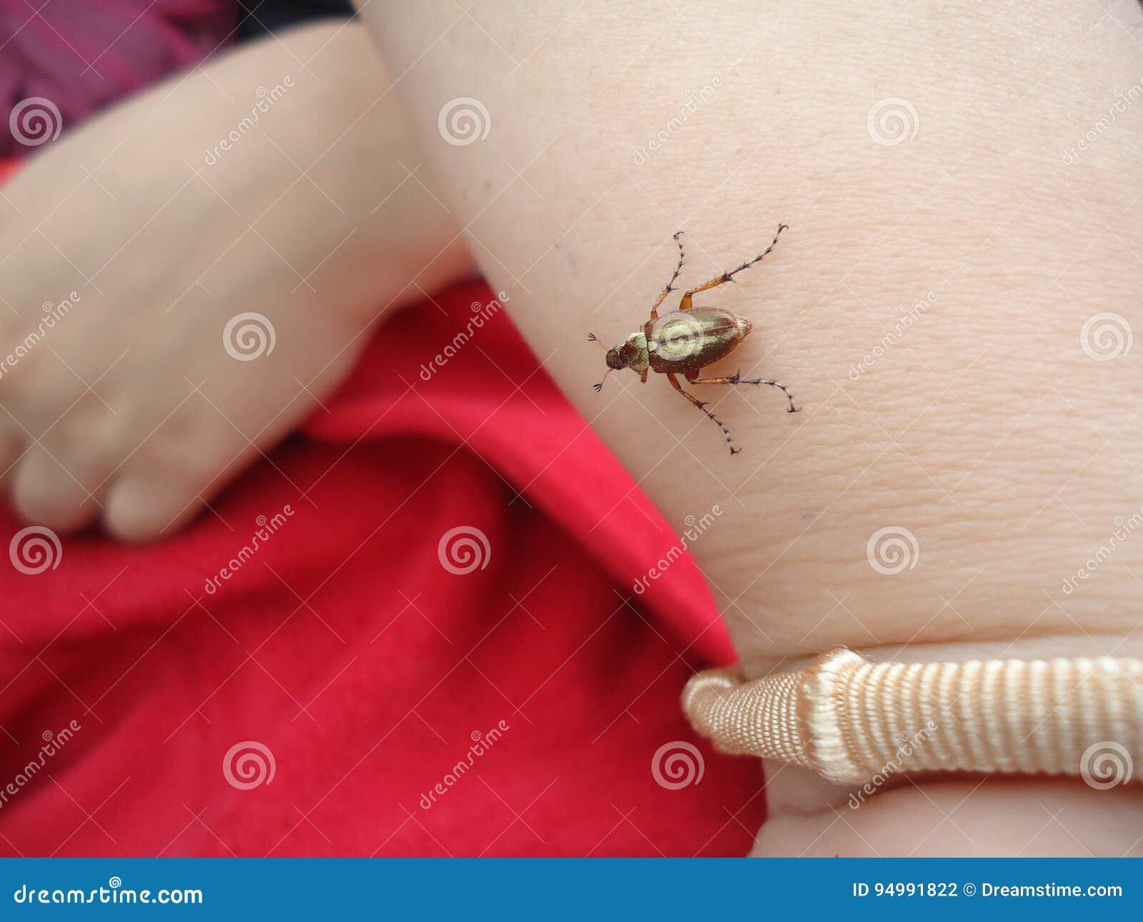 Little friendly insect stock photo. Image of pasing, hands - 94991822