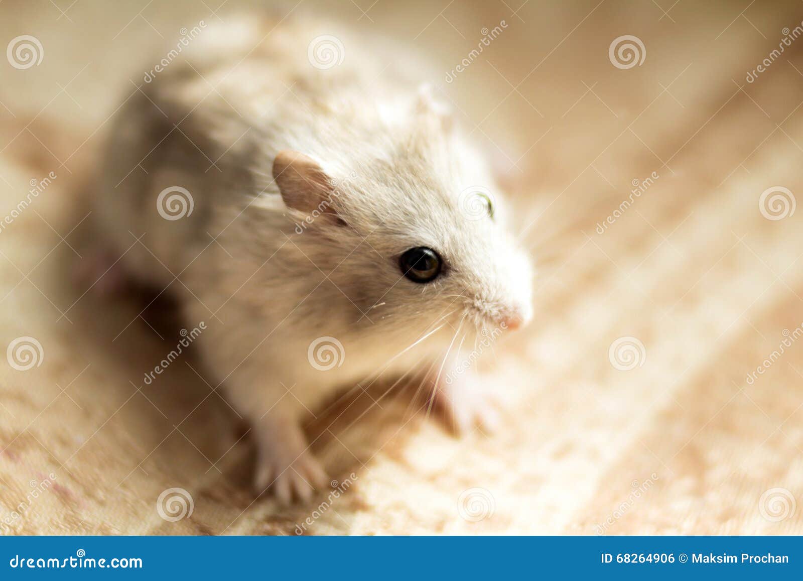 Little Frightened Hamster on a Windowsill Stock Photo - Image of rodent ...