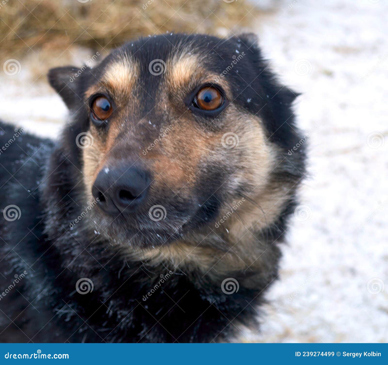 Red Dog Mongrel Looks, Close-up, Portrait, Vertical Photography ...