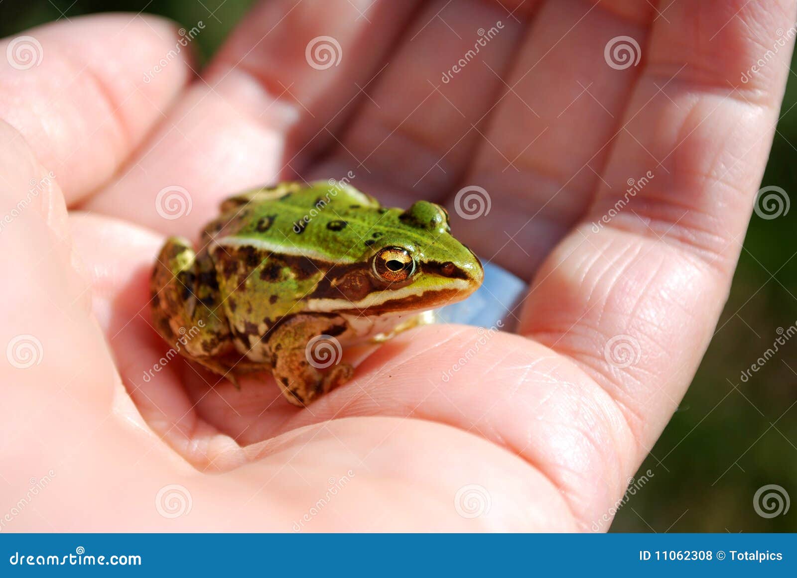 Little frog stock photo. Image of frog, common, water - 11062308