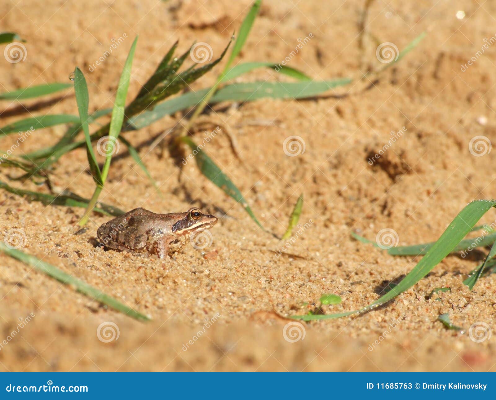 Little frog stock image. Image of frog, biology, nature - 11685763