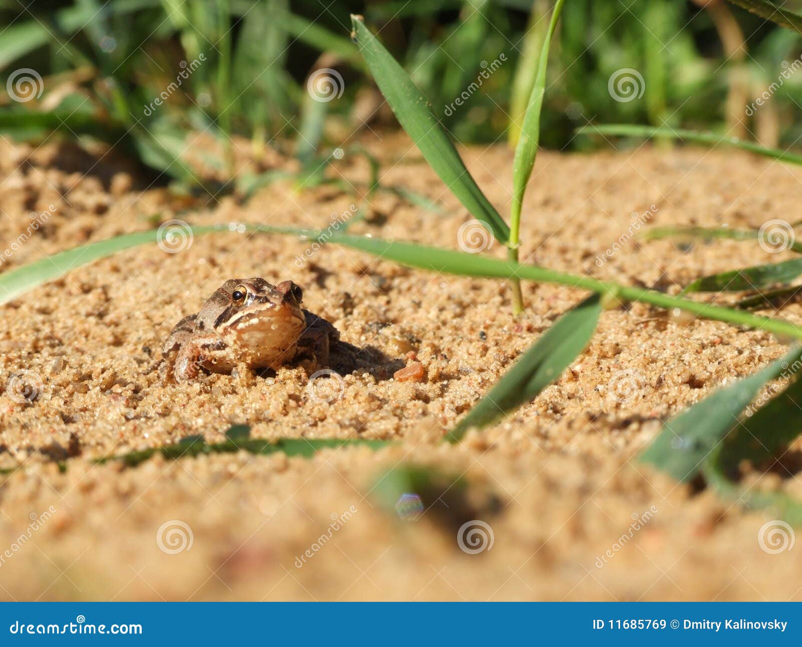 Little frog stock image. Image of frog, animal, sand - 11685769