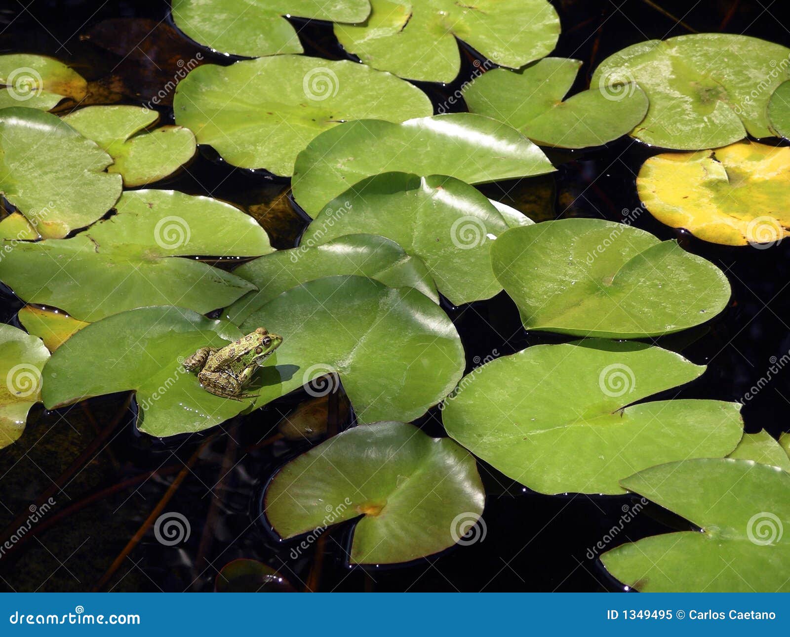Little Frog stock image. Image of frog, forest, flora - 1349495