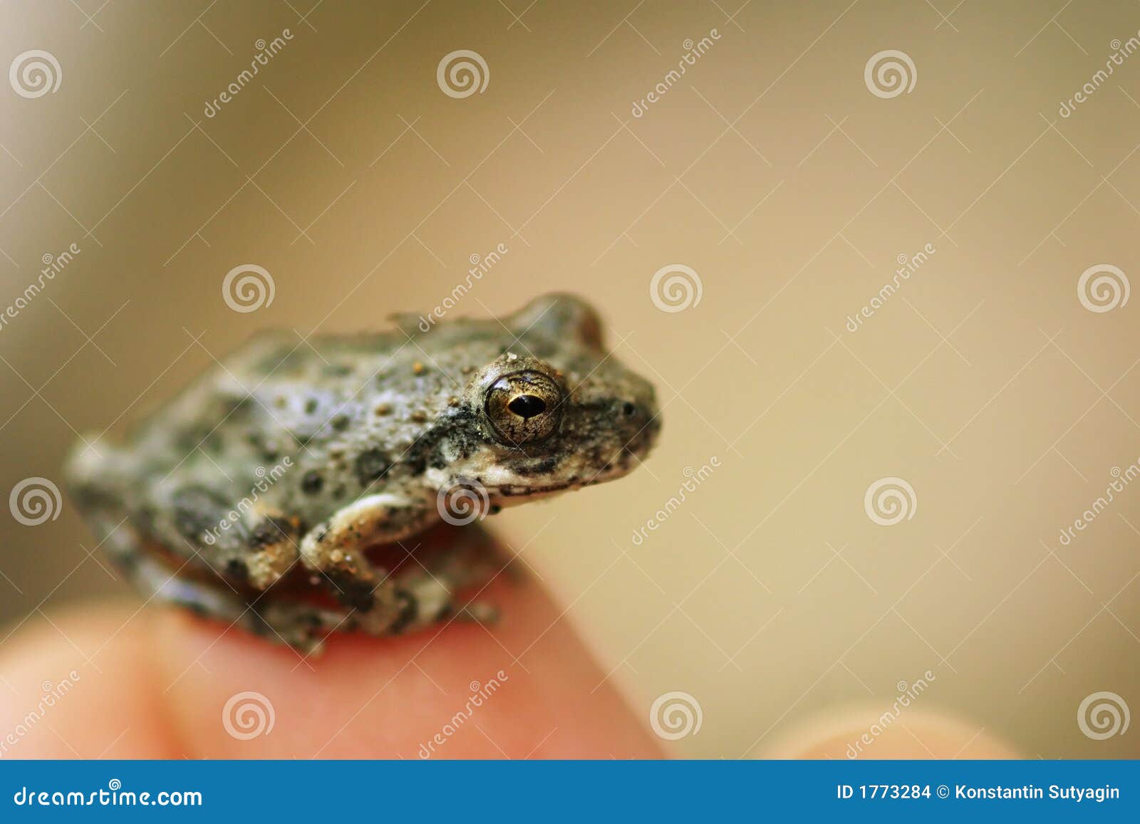 Little frog stock photo. Image of amphibious, froggie - 1773284